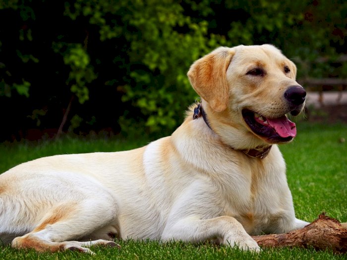 Anjing Labrador Retriever yang Ramah dan Populer | Indozone.id