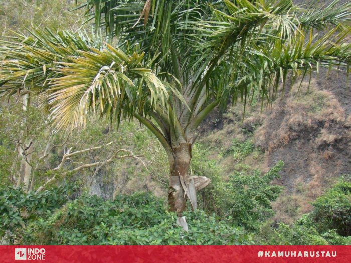 Mengenal Pohon Rumbia, Tanaman Penghasil Tepung Sagu | Indozone.id